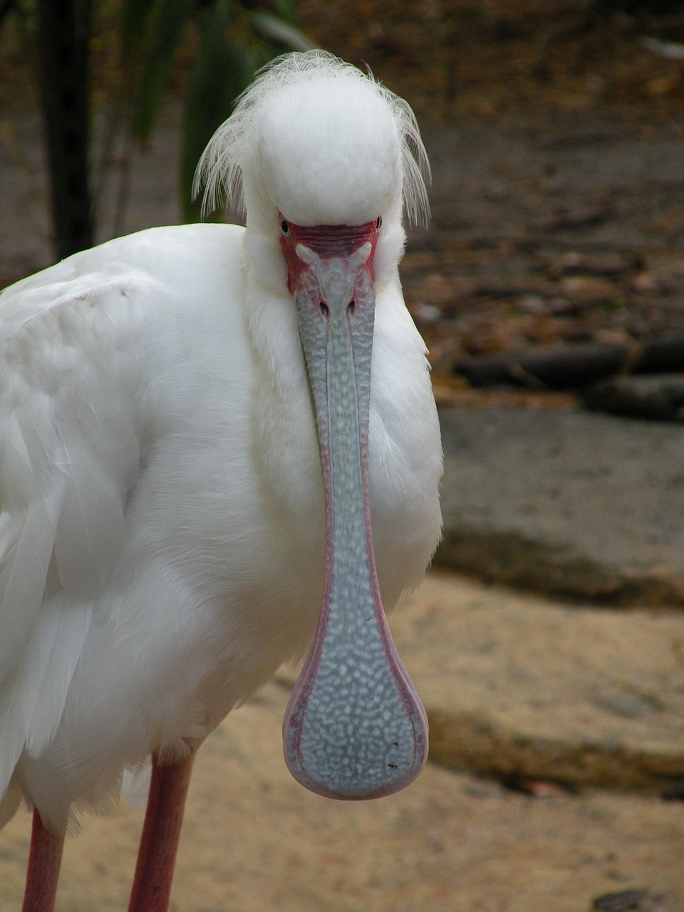 Espátula Pájaro Fauna Silvestre - Foto gratis en Pixabay