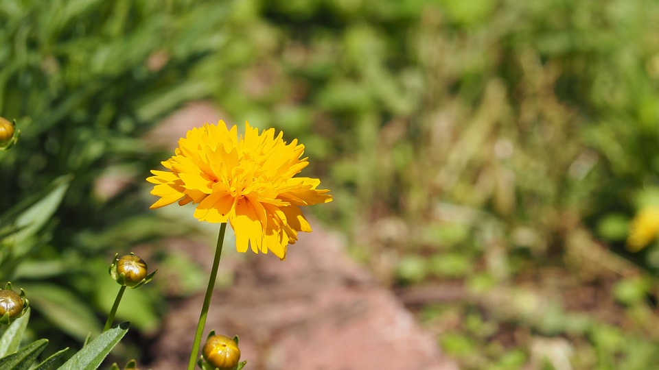 Fleur Jaune Fleurs En Floraison - Photo gratuite sur Pixabay