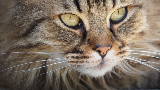 100,000+ Free Man With Cat Face & Man Images - Pixabay
