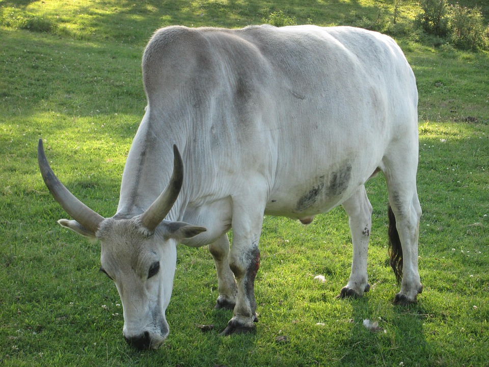 Zebu Zoo Animal - Free photo on Pixabay - Pixabay
