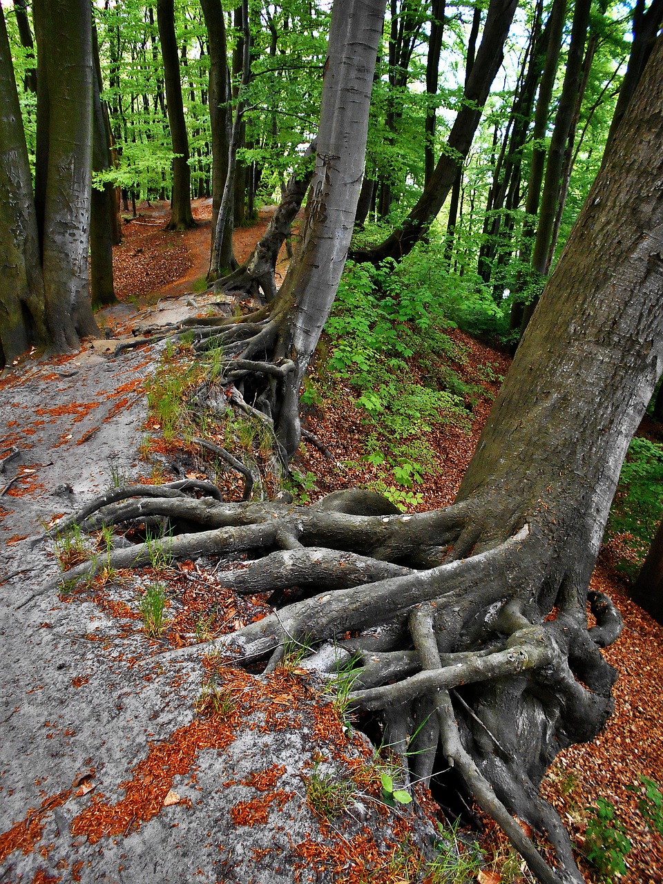 The Roots Of Forest Trees - Free photo on Pixabay