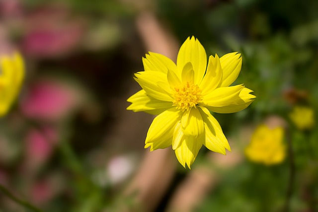 Flower Wood Watercress Guava - Free photo on Pixabay