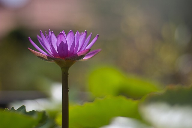 Bunga Kayu Jambu Selada Air - Foto gratis di Pixabay - Pixabay