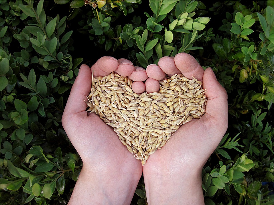 Heart Hands Food - Free photo on Pixabay