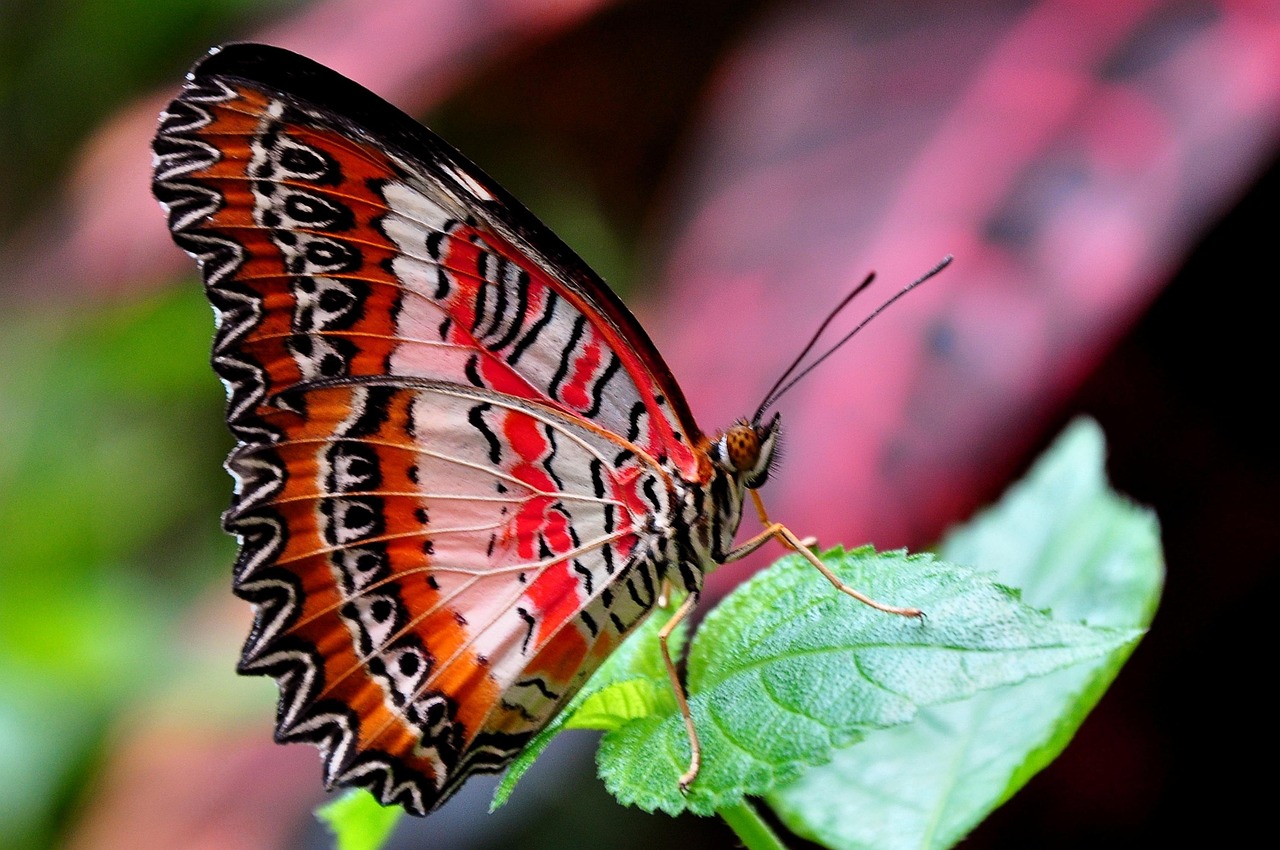 Red Lacewing Butterfly Insect - Free photo on Pixabay