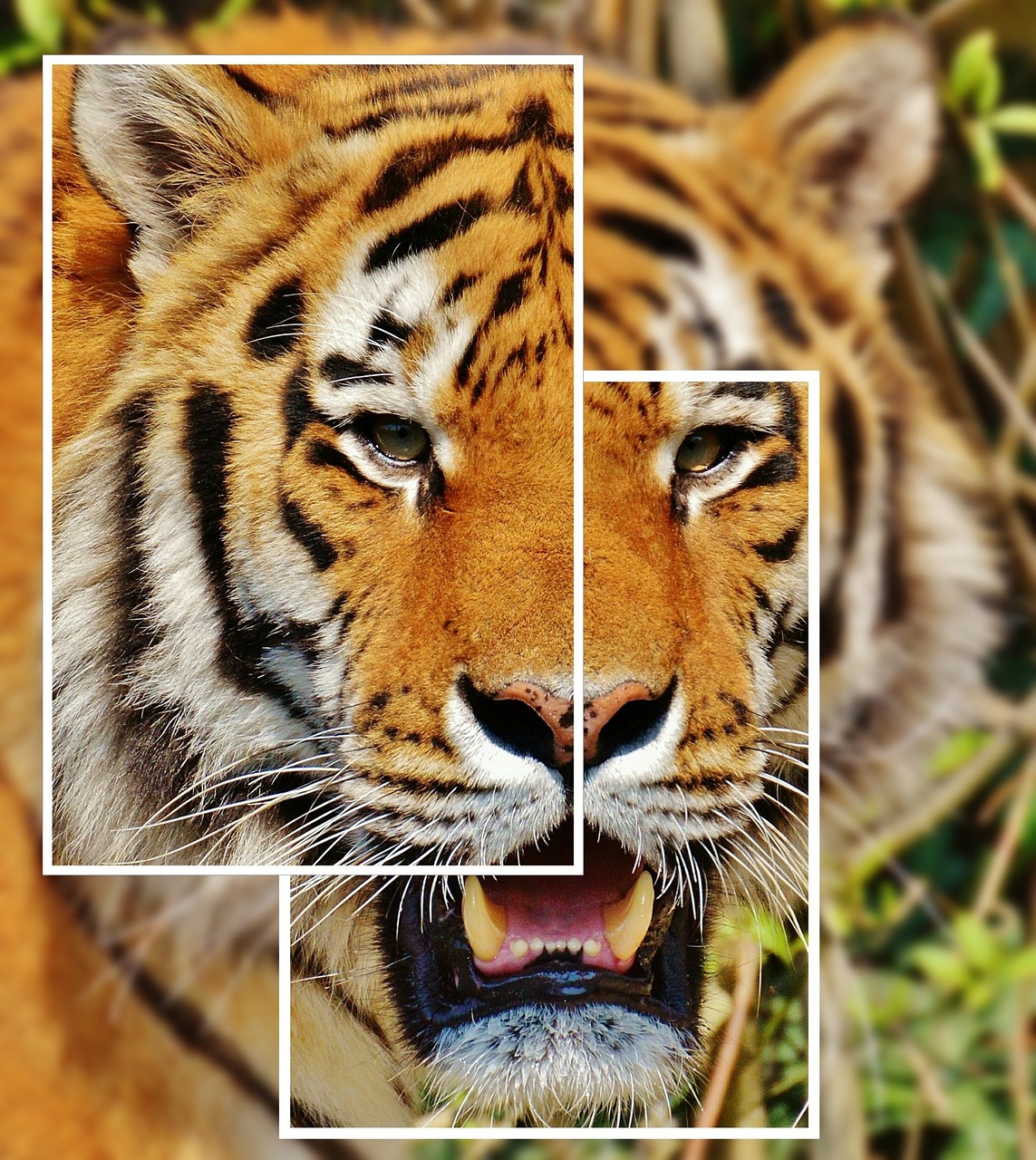 Tigre Collage Depredador - Foto gratis en Pixabay - Pixabay