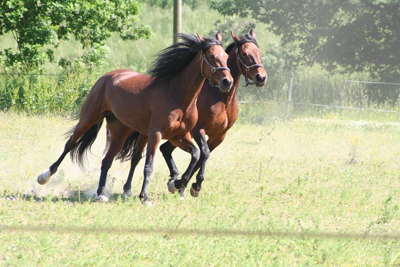Horses Gallop Trotting Warm - Free photo on Pixabay