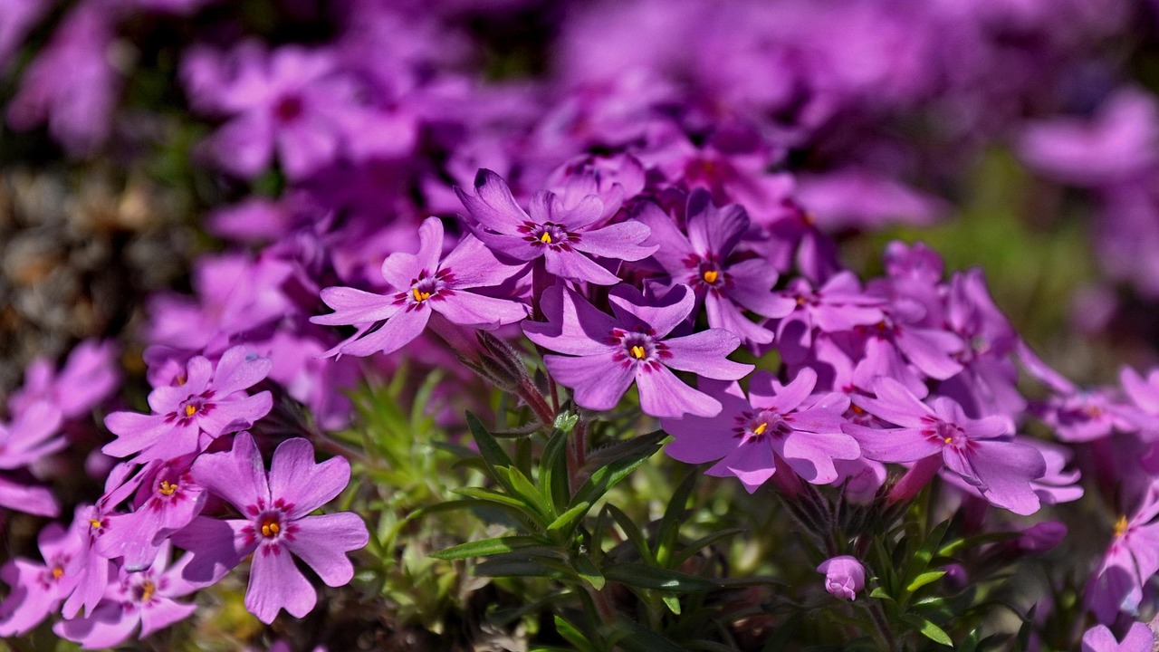 10 000+ kostnadsfria bilder med Vårblomma och Vårblommor - Pixabay