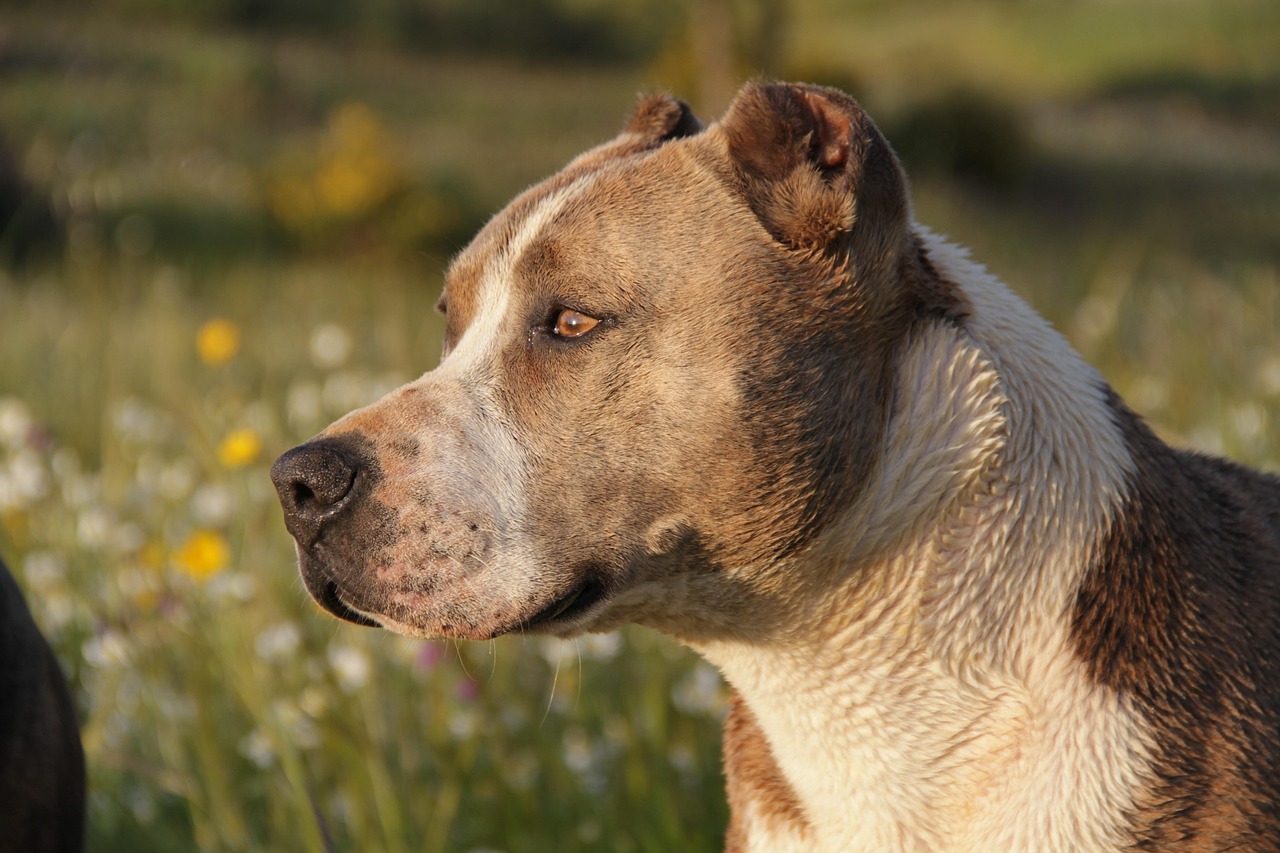 200+ Pictures of Pitbull Dogs & Puppies in HD - Pixabay