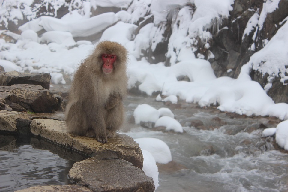 Snow Monkeys Macaque Japanese - Free photo on Pixabay