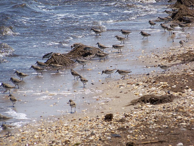Aves Marinas Playa Mar - Foto gratis en Pixabay - Pixabay