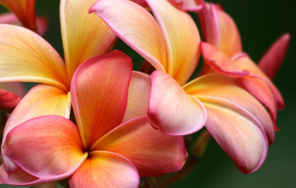 Plumeria Flower Nature - Free photo on Pixabay