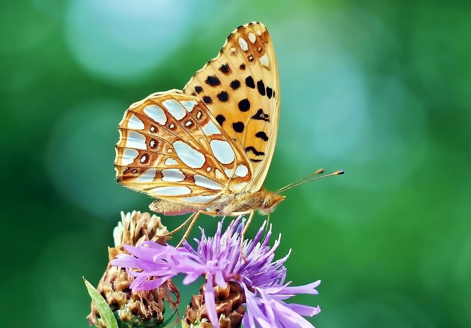 Small Mother-Of-Pearl Moth - Free photo on Pixabay