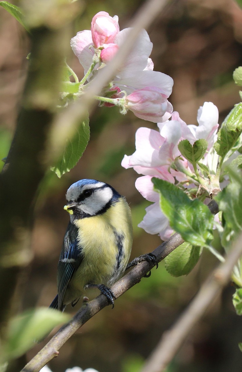 Blue Tit Bird Blossom - Free photo on Pixabay - Pixabay