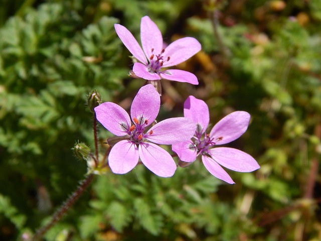 Flower Pink Nature - Free photo on Pixabay