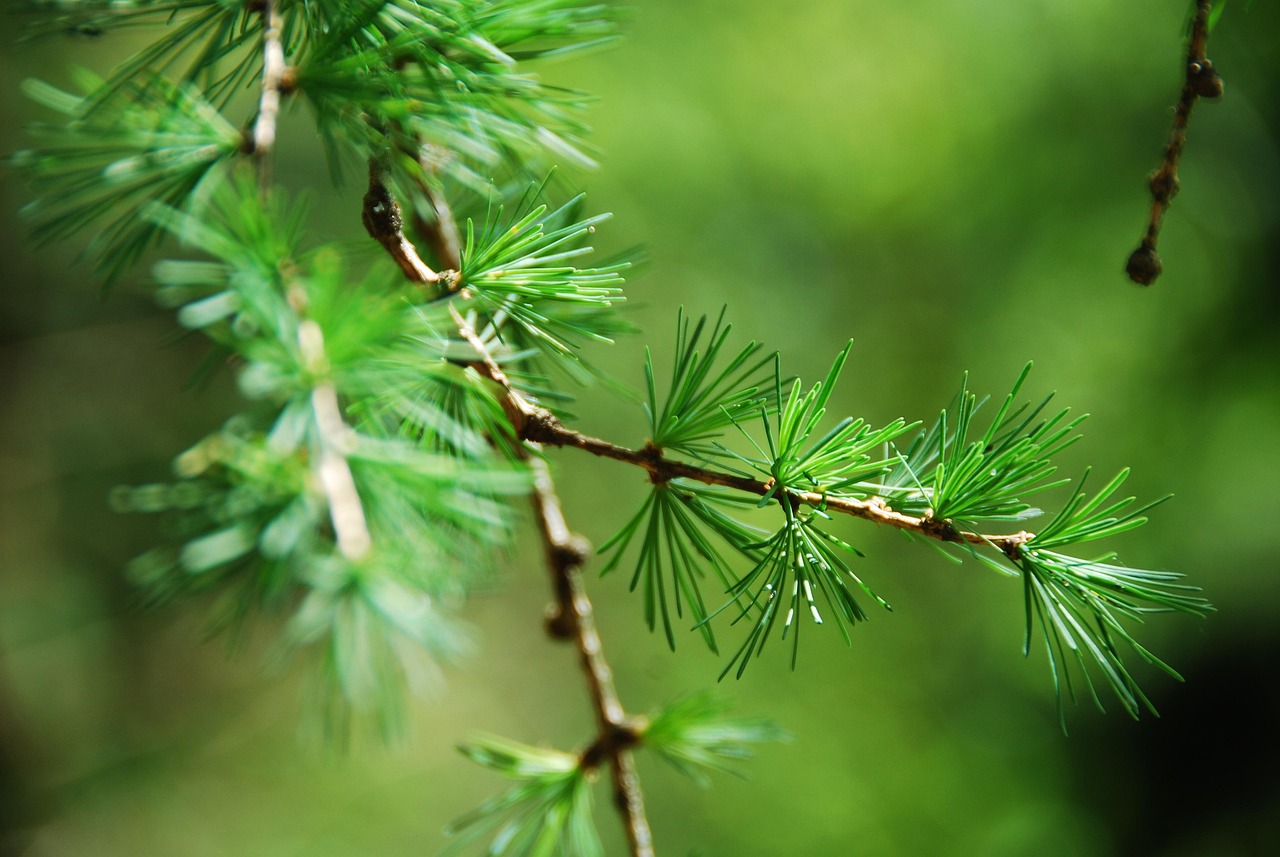 Larch Needles Close - Free photo on Pixabay - Pixabay