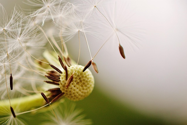 Pusteblume Pflanze Natur - Kostenloses Foto auf Pixabay