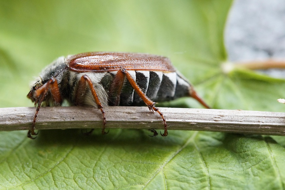Cockchafer May Beetle - Free photo on Pixabay