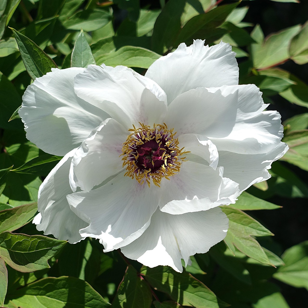 Fleur Pivoine Blanc - Photo gratuite sur Pixabay - Pixabay