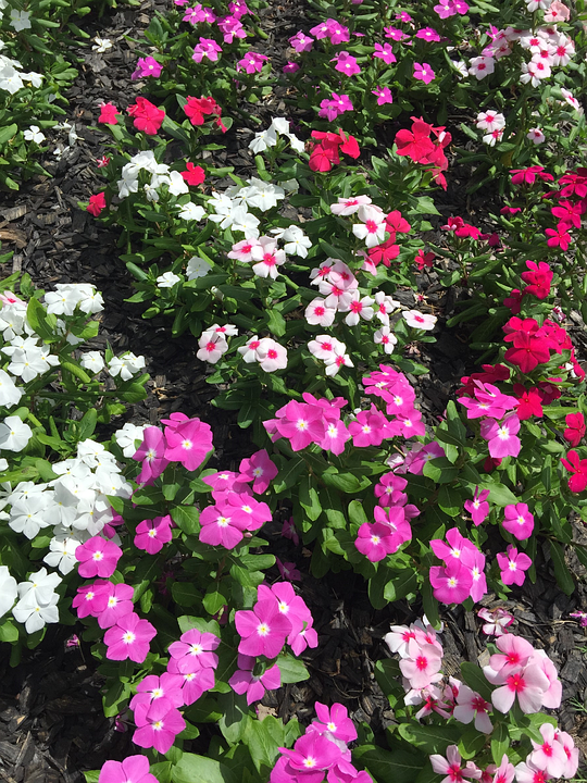 Vinca Flowers Nature - Free photo on Pixabay