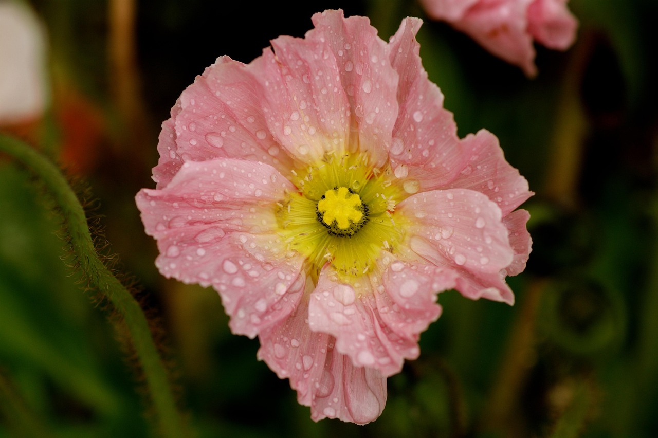Coquelicot Rose Fleur Plante De - Photo gratuite sur Pixabay - Pixabay