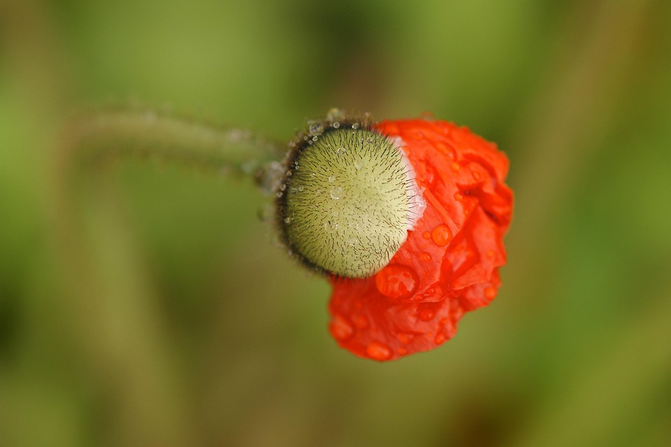 Poppy Flower To Flourish - Free photo on Pixabay - Pixabay