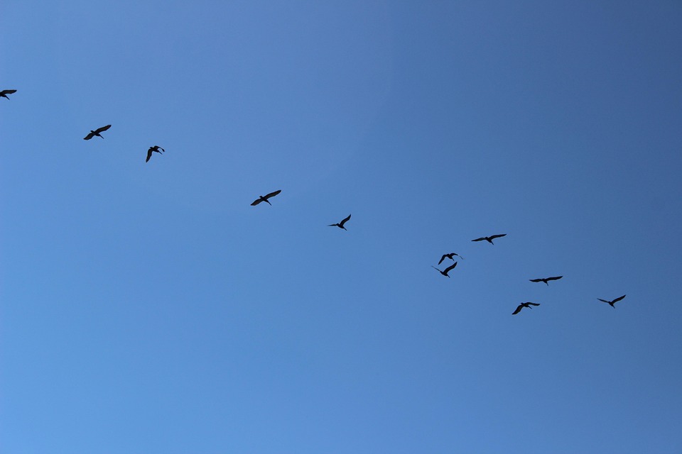 Aves Cielo Animales - Foto gratis en Pixabay - Pixabay