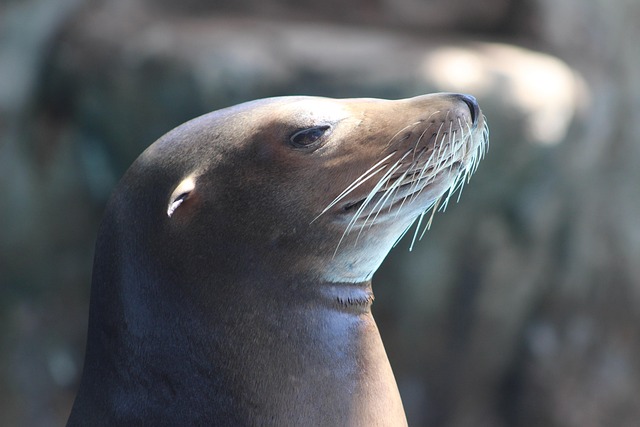 Sea Lion Fauna Animals - Free photo on Pixabay