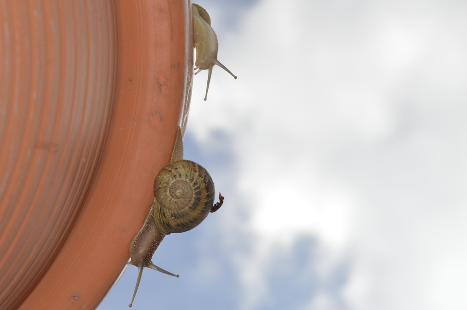 Escargot Fermer Insectes - Photo gratuite sur Pixabay