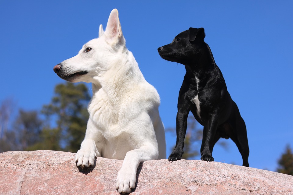 Chiens Chien De Berger Animal - Photo gratuite sur Pixabay - Pixabay