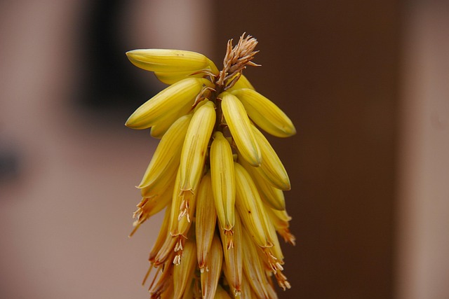 Flor De Aloe Vera Babosa Natureza - Foto gratuita no Pixabay - Pixabay
