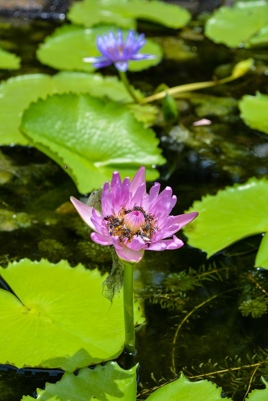 Teratai Daun Bunga Tanaman - Foto gratis di Pixabay - Pixabay