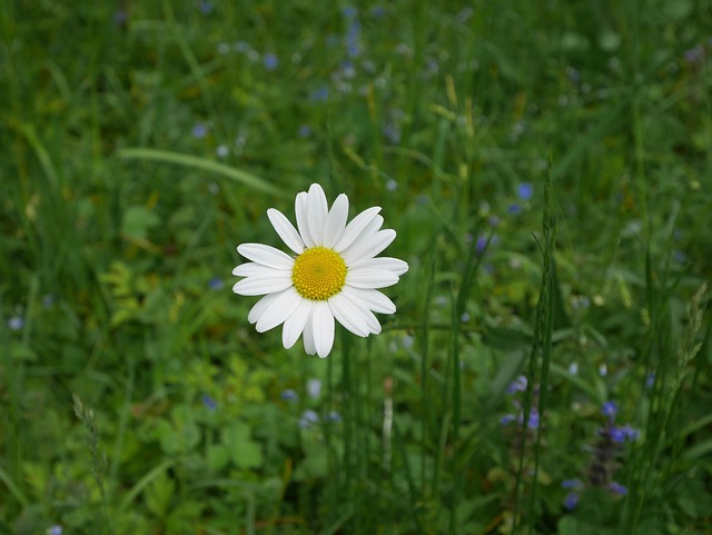 Margarida Flor Natureza - Foto gratuita no Pixabay - Pixabay