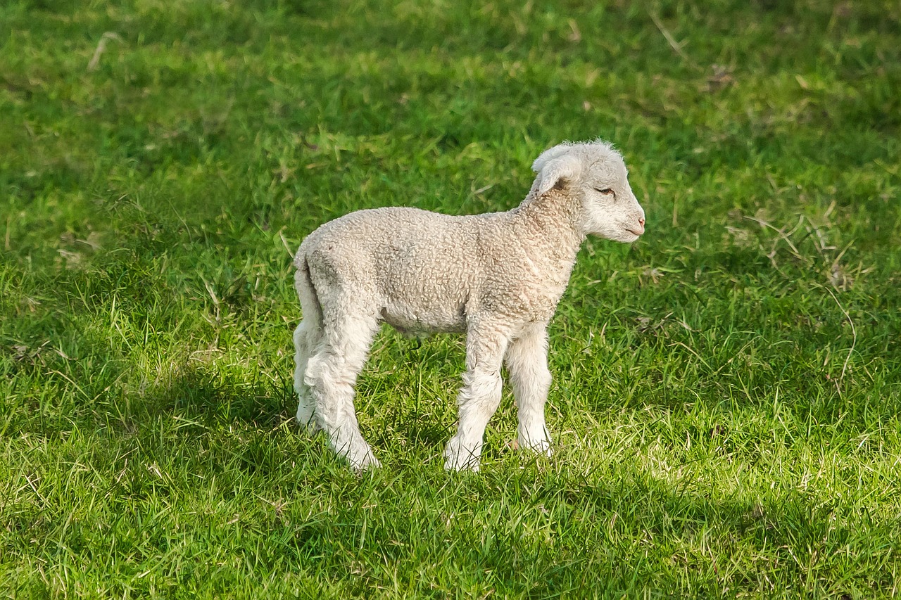 7,000+ Free Sheep & Nature Images - Pixabay