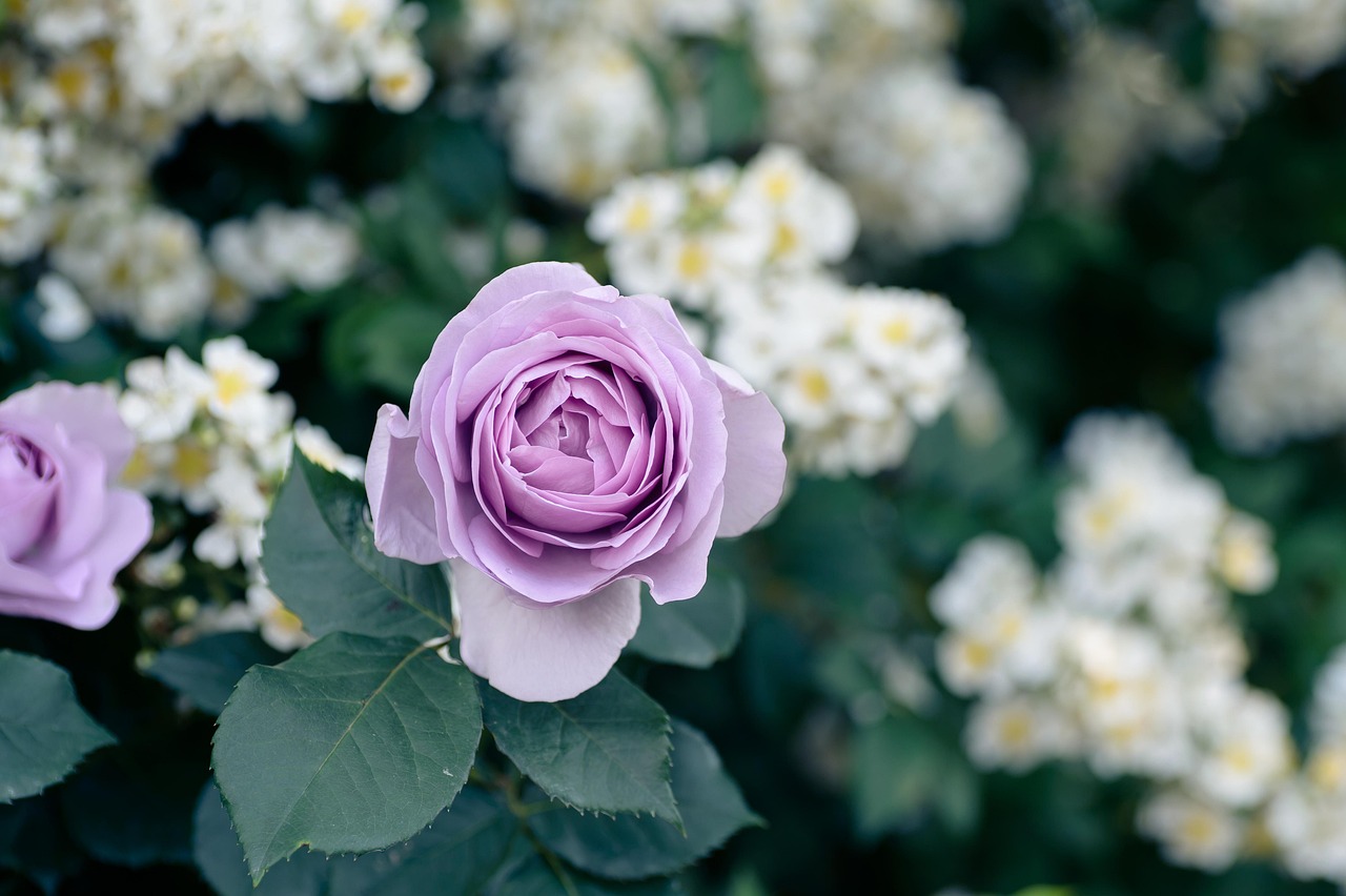Natural Plant Rose - Free photo on Pixabay