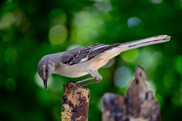 Bird Nature Outdoors - Free photo on Pixabay