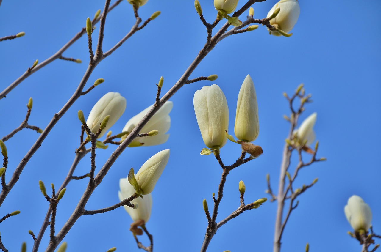 Tatree Flor Naturaleza - Foto gratis en Pixabay - Pixabay