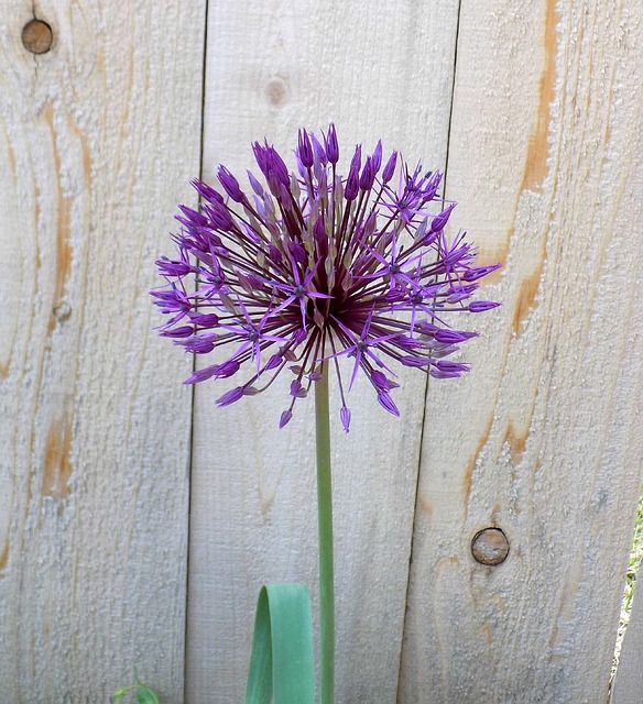 Fleur Allium Ampoule - Photo gratuite sur Pixabay - Pixabay