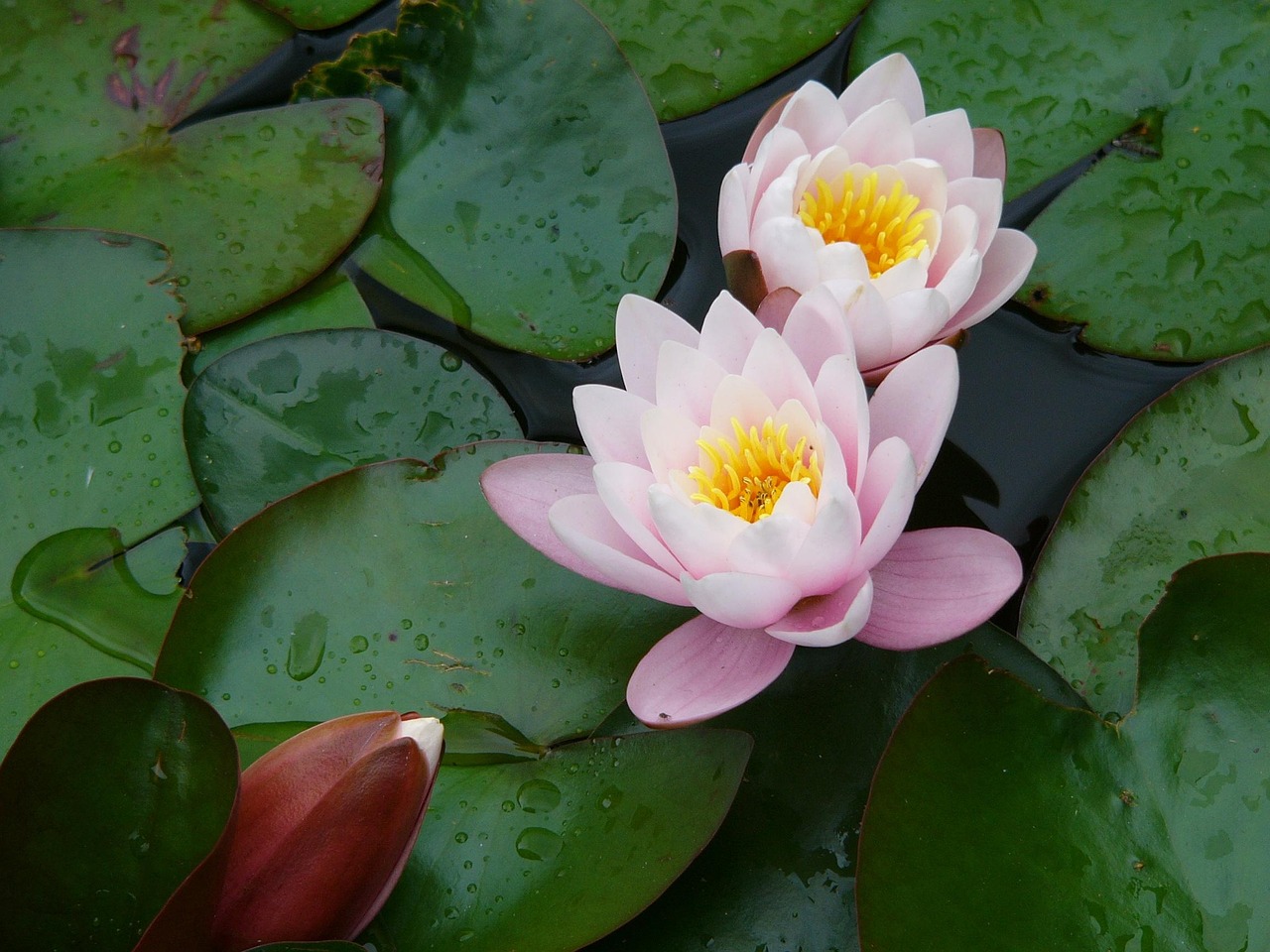 100+ Free 물꽃 & Water Flower Images - Pixabay