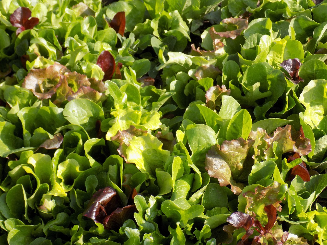 Mesclun Grüner Salat Mischen - Kostenloses Foto auf Pixabay - Pixabay