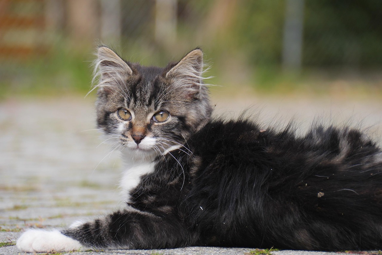 Cat Animal Cute - Free photo on Pixabay - Pixabay