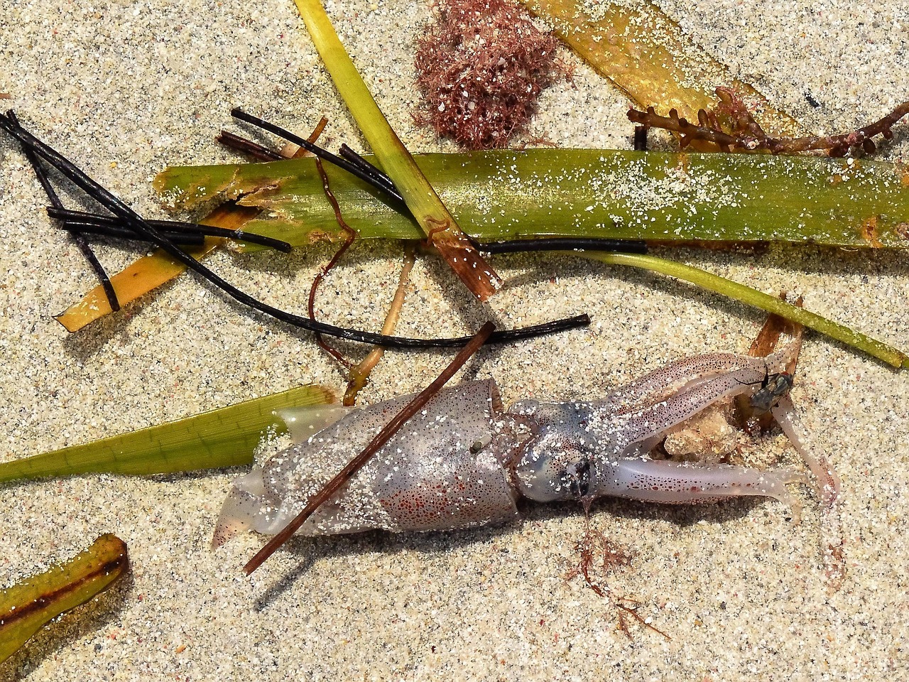 Playa Arena Calamar Vida - Foto gratis en Pixabay - Pixabay