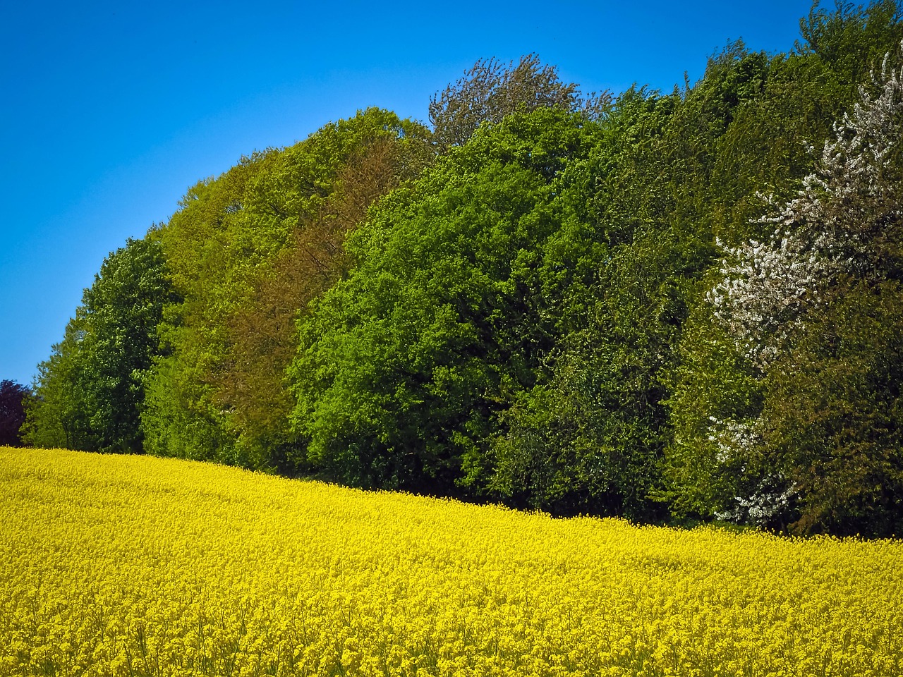 Field Of Rapeseeds Oilseed Rape - Free photo on Pixabay - Pixabay
