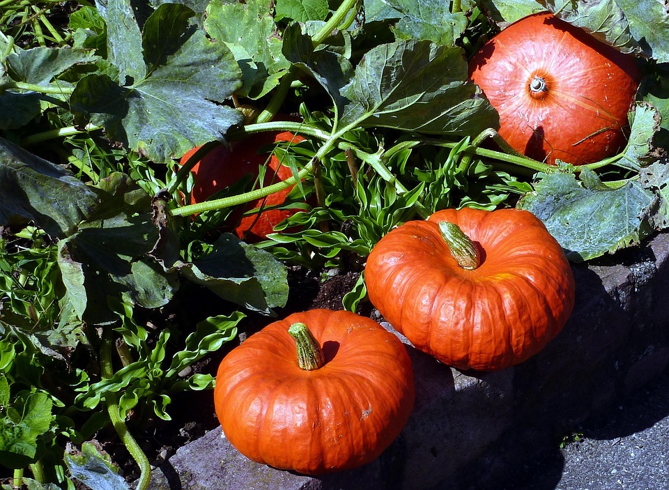 Citrouille Jardin Légume - Photo gratuite sur Pixabay - Pixabay