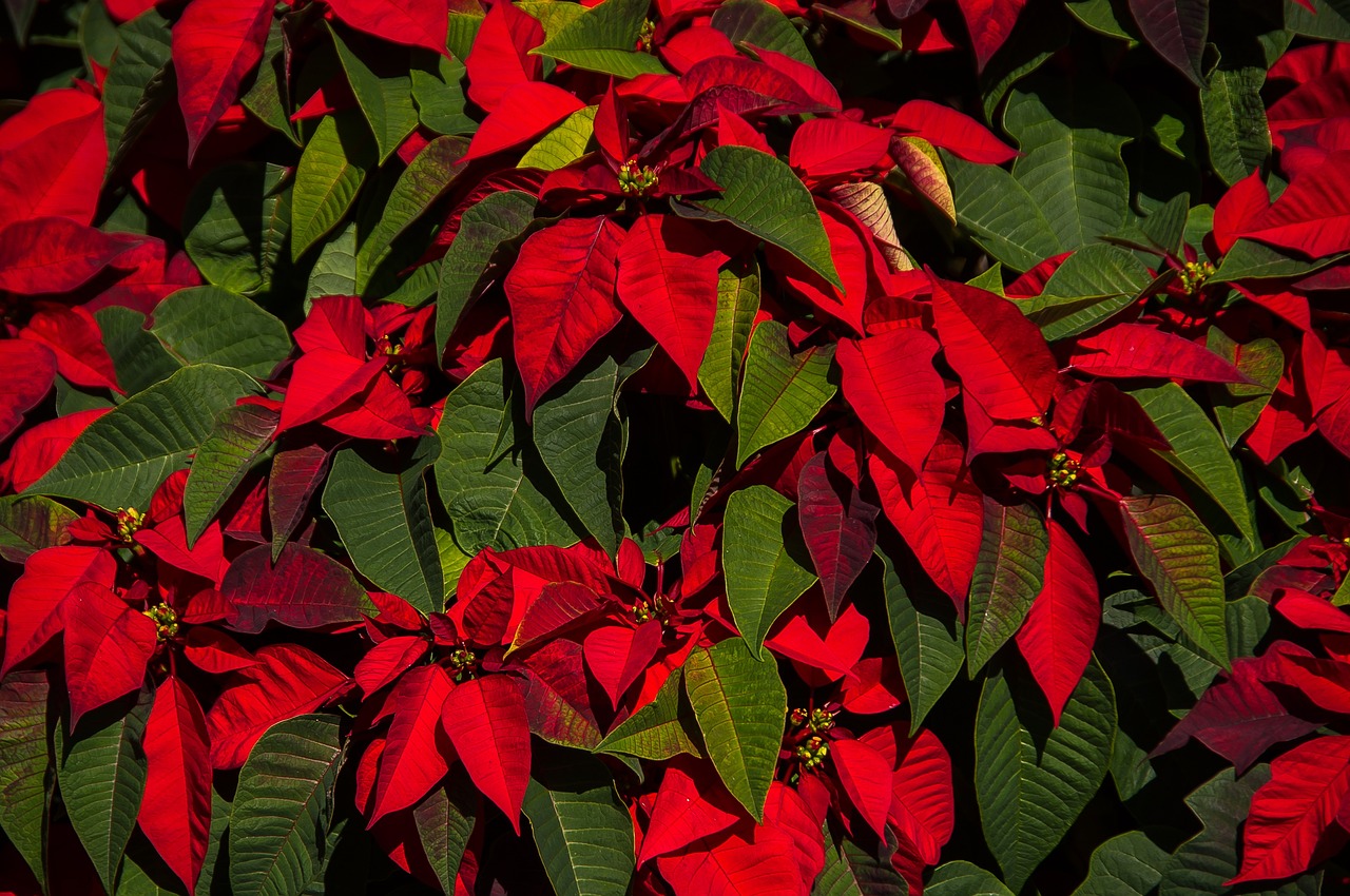 Poinsettia Feuilles Fleurs - Photo gratuite sur Pixabay
