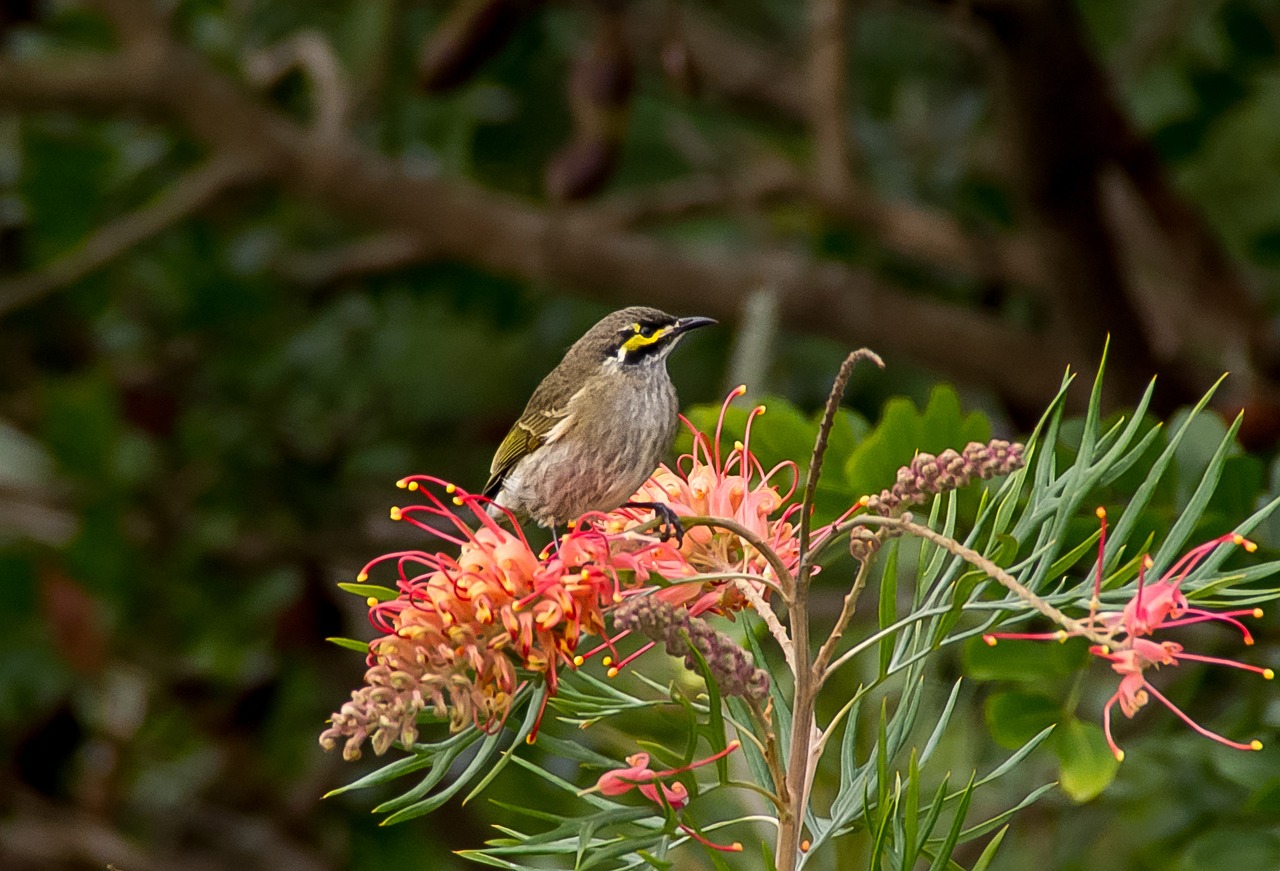 Yellow Faced Honeyeater Bird - Free photo on Pixabay