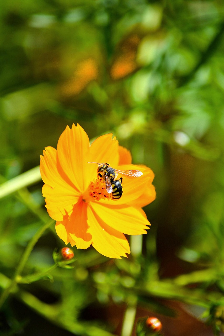 Flower Bee Insect - Free photo on Pixabay