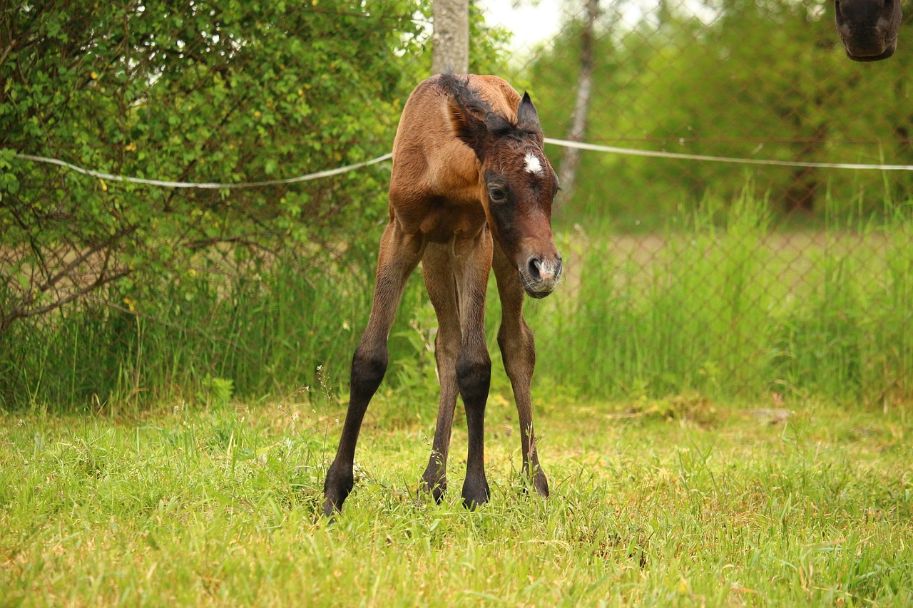 Paard Veulen Bruine Schimmel - Gratis foto op Pixabay - Pixabay