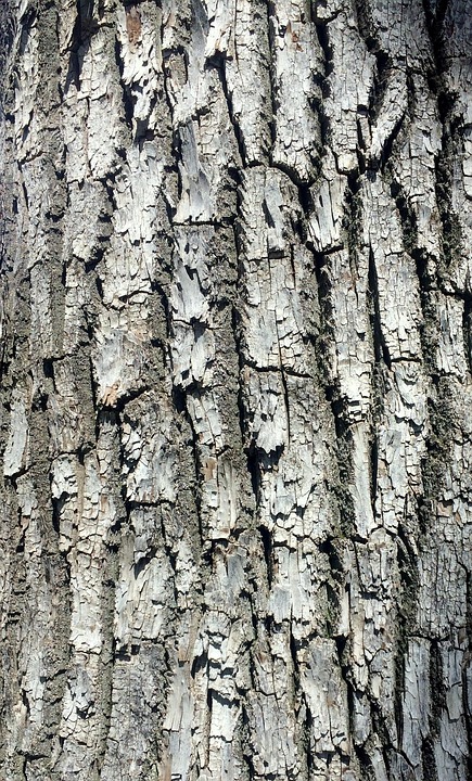 Baum Baumstamm Stamm - Kostenloses Foto auf Pixabay - Pixabay