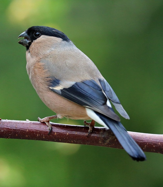 Gimpel Song Vogel - Kostenloses Foto auf Pixabay - Pixabay
